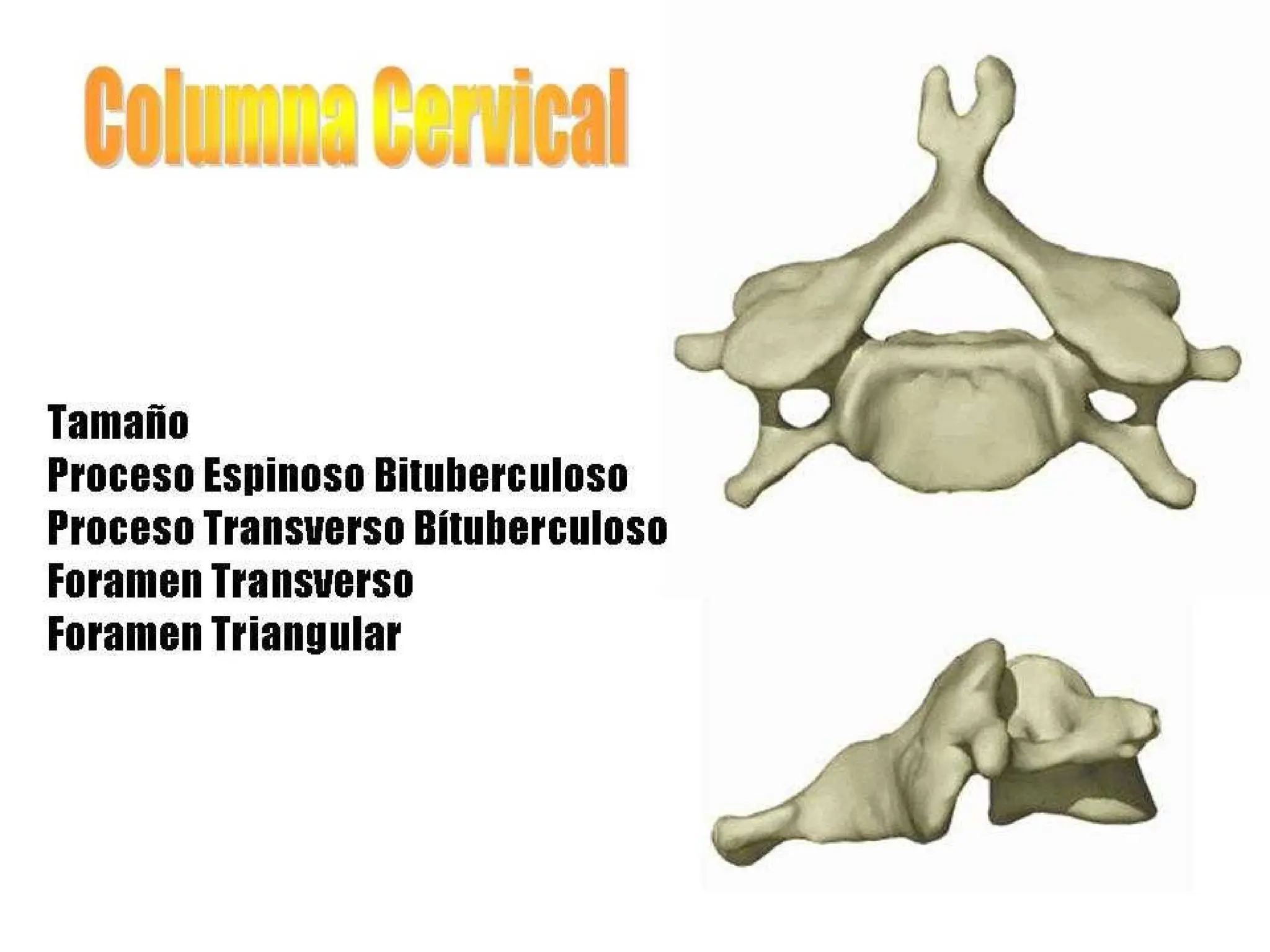 Anatomía de la Columna vertebral y Médula Espinal.ppt