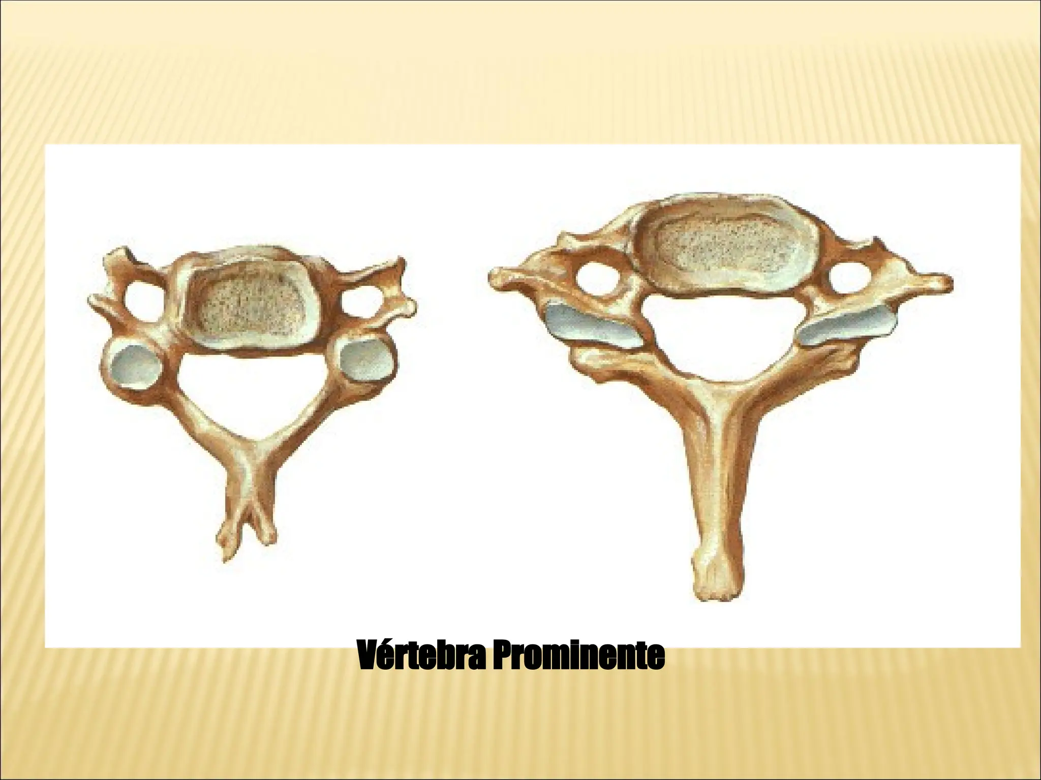 Anatomía de la Columna vertebral y Médula Espinal.ppt