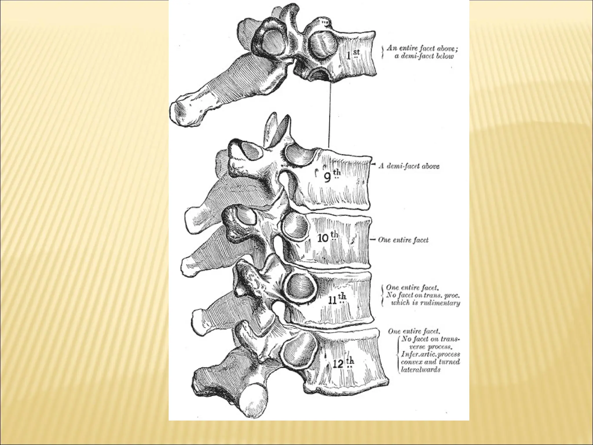 Anatomía de la Columna vertebral y Médula Espinal.ppt