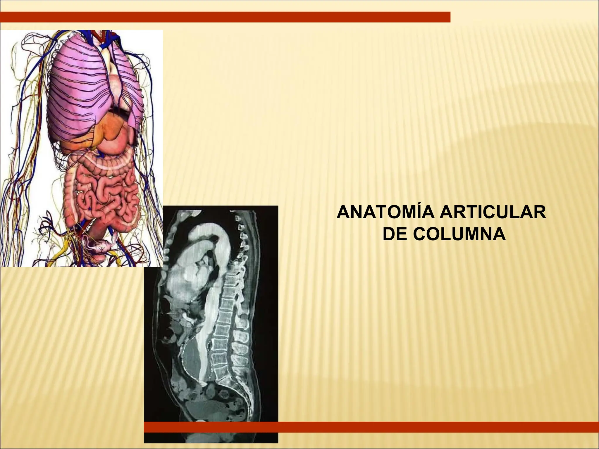 Anatomía de la Columna vertebral y Médula Espinal.ppt