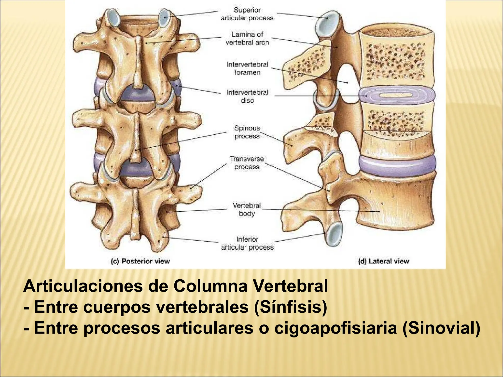 Anatomía de la Columna vertebral y Médula Espinal.ppt