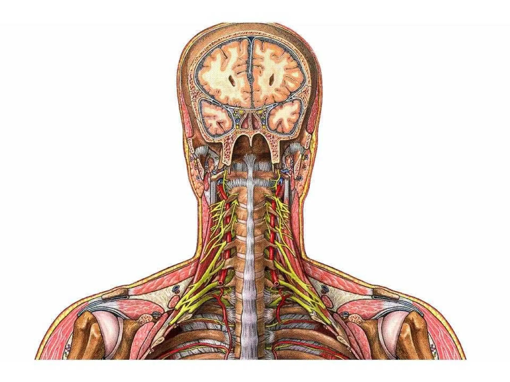 Anatomía de la Columna vertebral y Médula Espinal.ppt