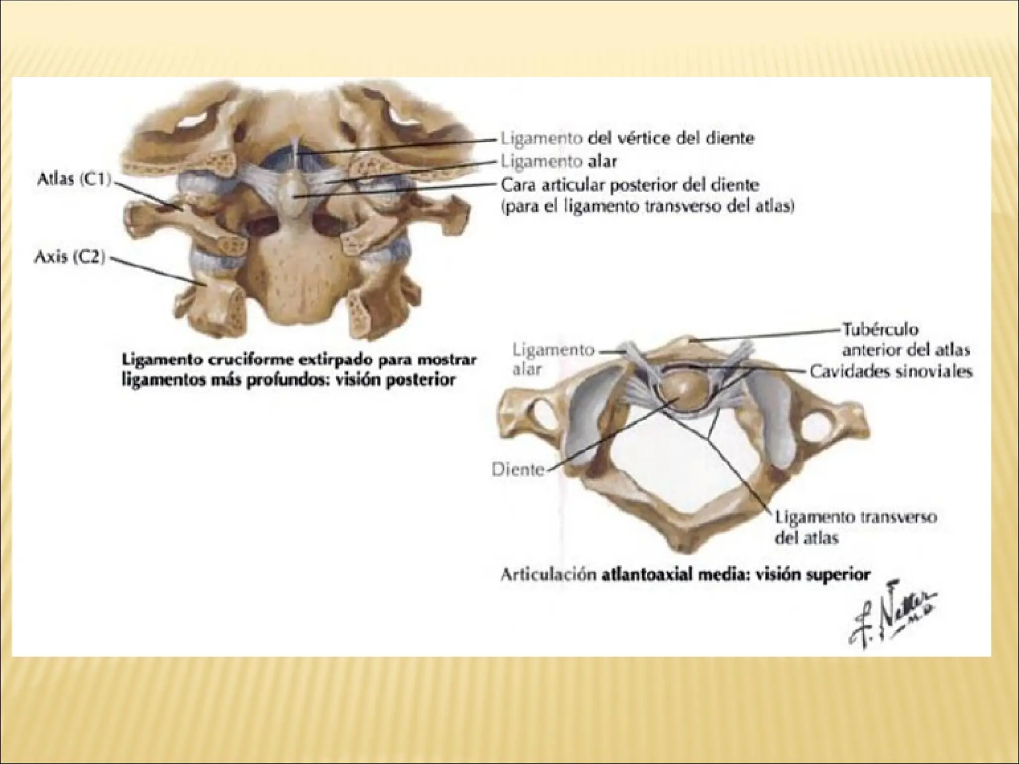 Anatomía de la Columna vertebral y Médula Espinal.ppt