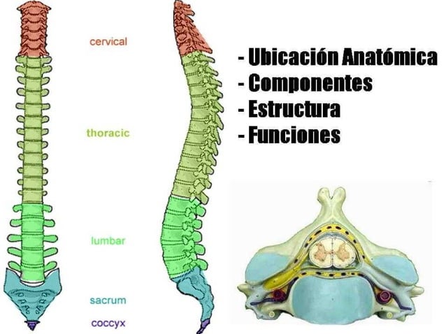 Anatomía de la Columna vertebral y Médula Espinal.ppt