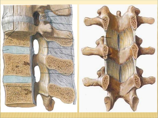Anatomía de la Columna vertebral y Médula Espinal.ppt