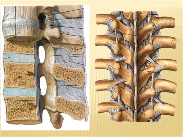 Anatomía de la Columna vertebral y Médula Espinal.ppt