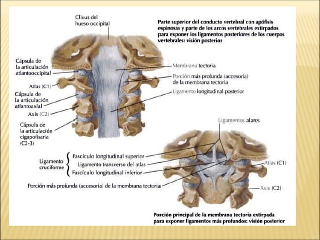 Anatomía de la Columna vertebral y Médula Espinal.ppt