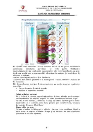 Columna winogradsky | DOCX