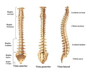 Anatomia Columnna vertebral articulaciones.ppt