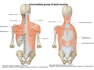 Coluna vertebral | Spine | PPTX