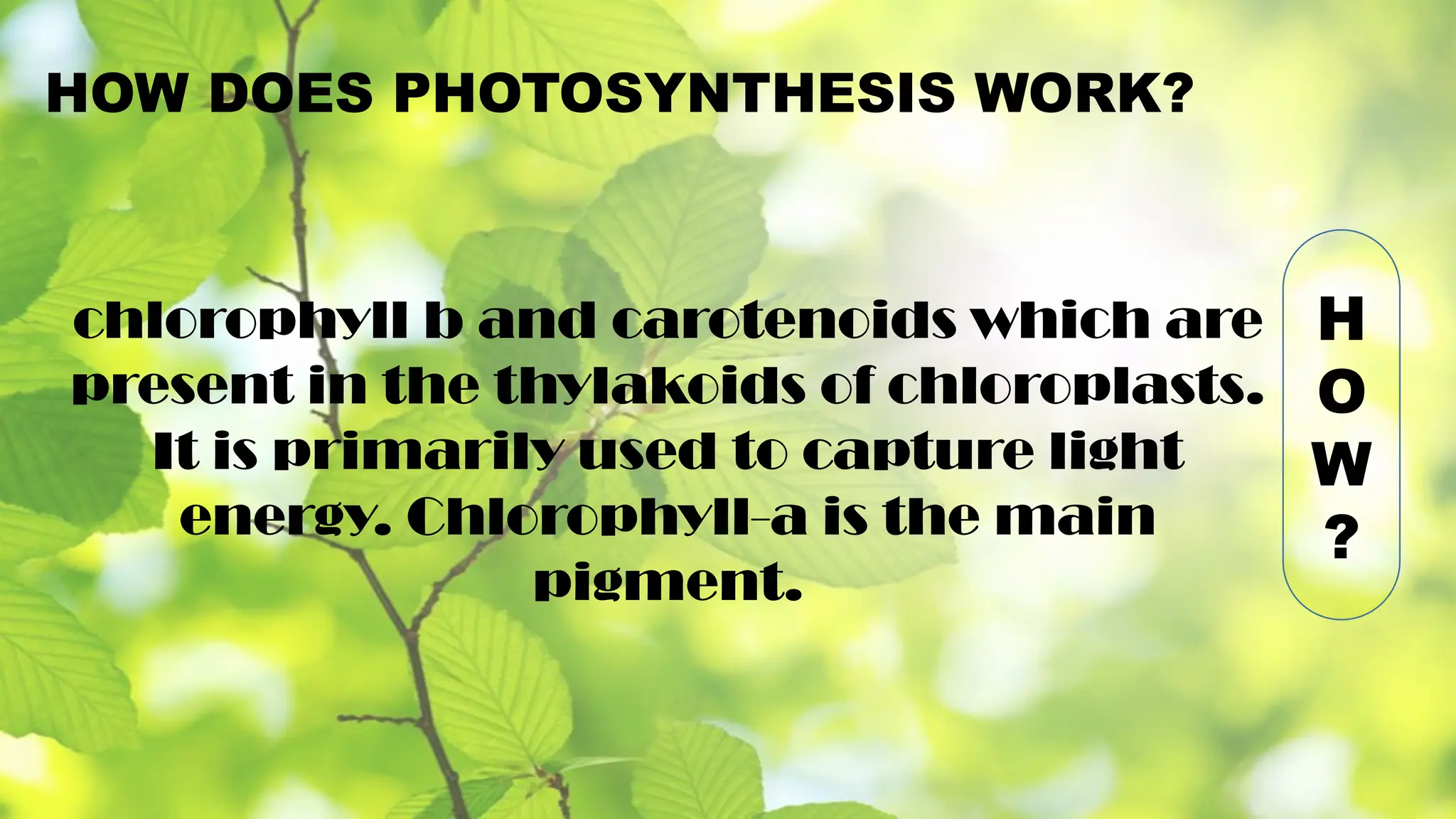 Photosynthesis, Plants,Educational,Care. | PPTX