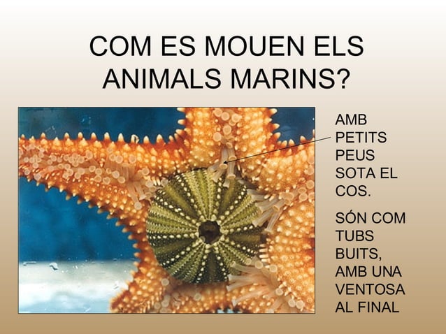 Com Es Mouen Els Animals Marins | PPT