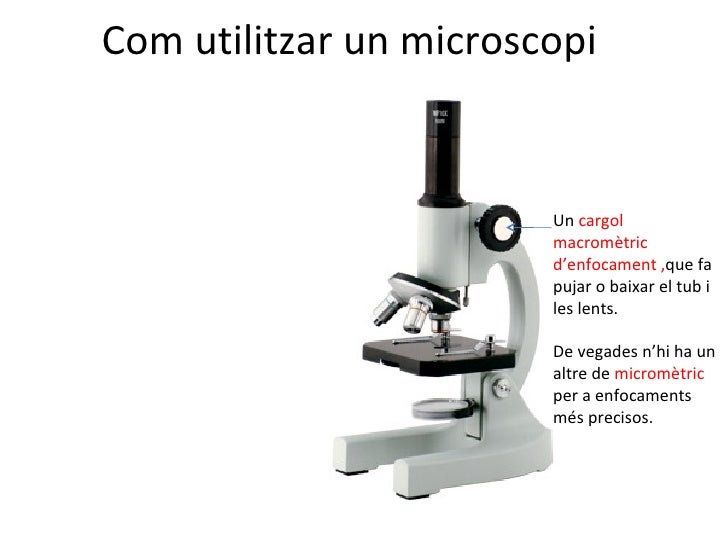 Com Utilitzar Un Microscopi