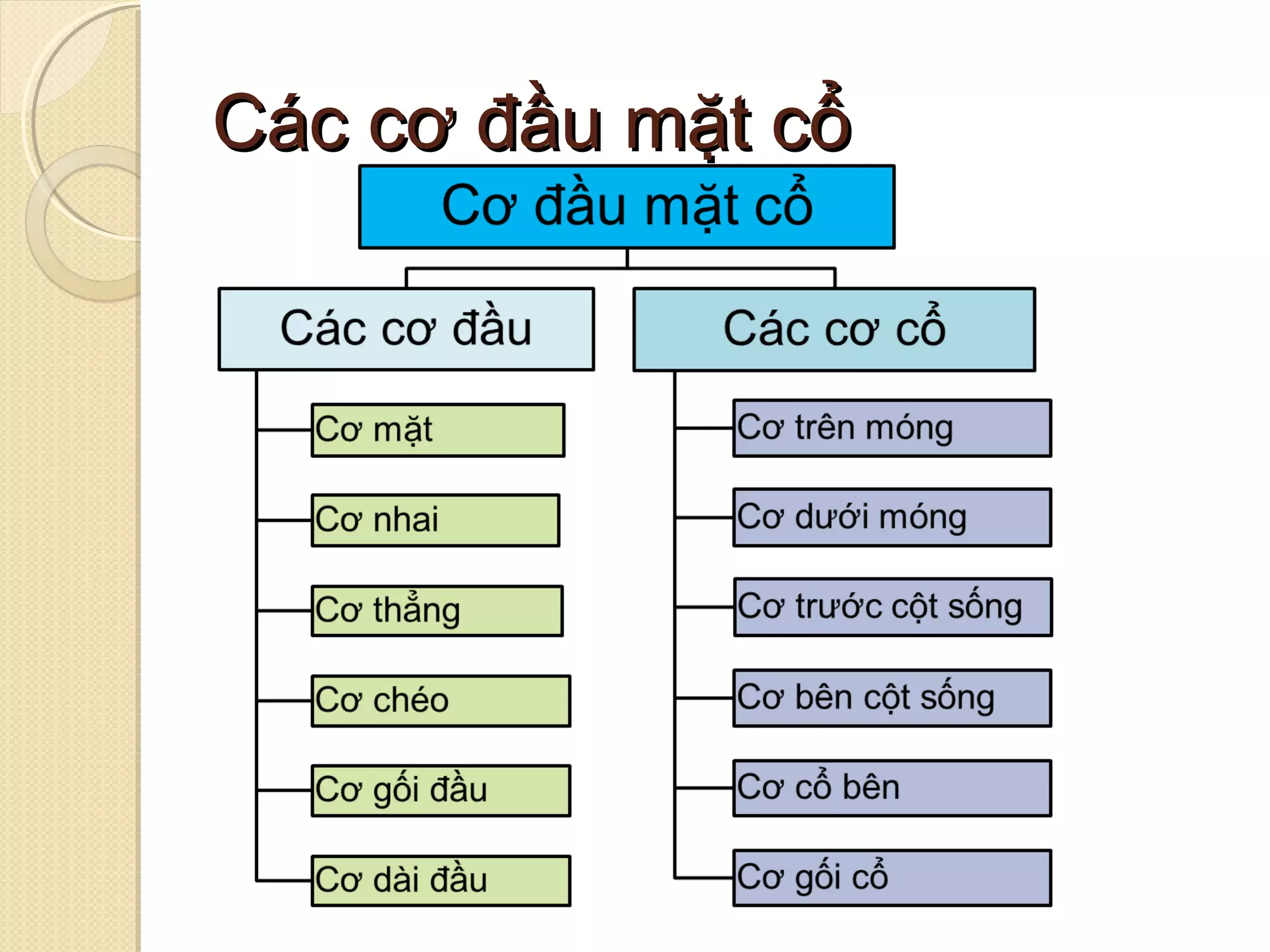 GIẢI PHẪU CƠ VÀ MẠC ĐẦU MẶT CỔ | PPT