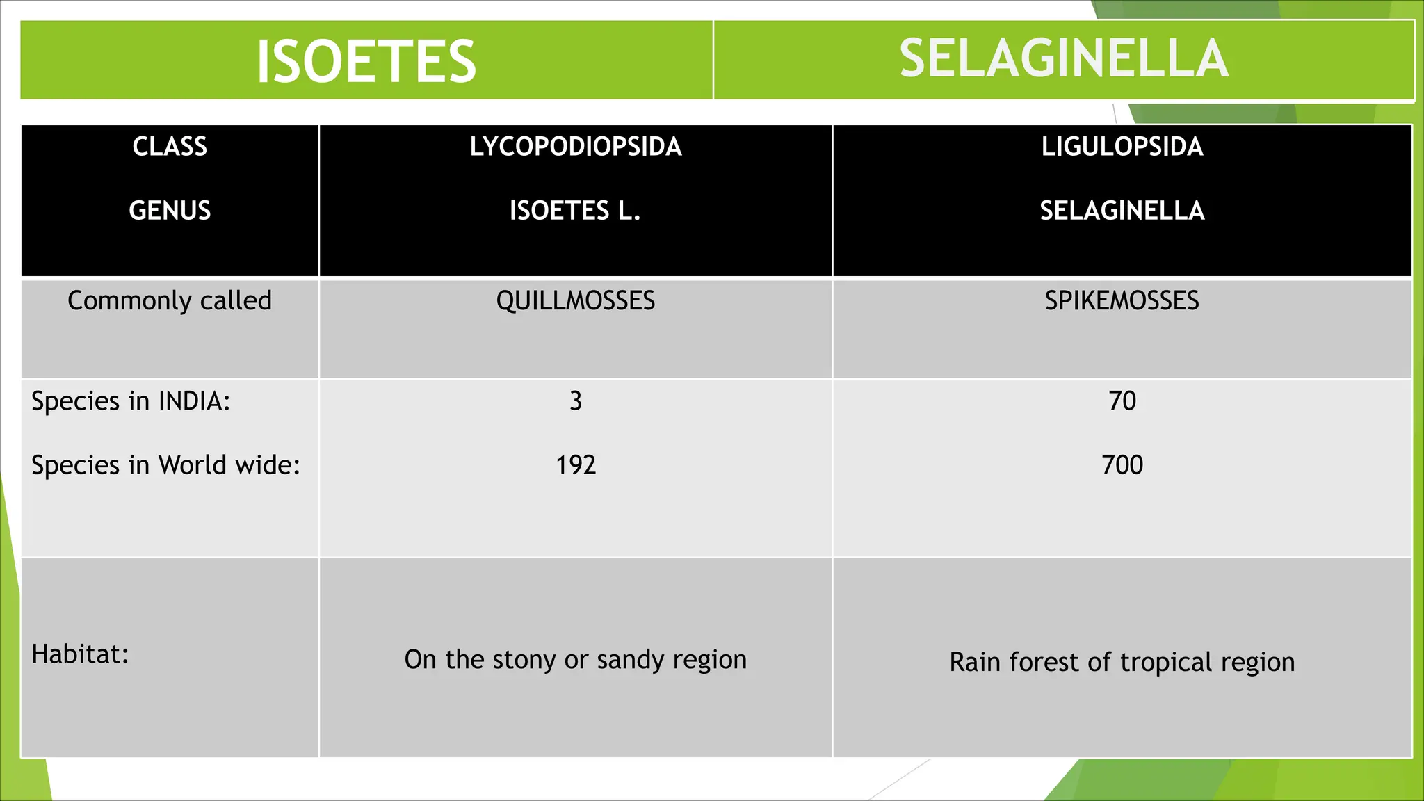 Comparative Accounts of Selaginella And Isoetes | PDF