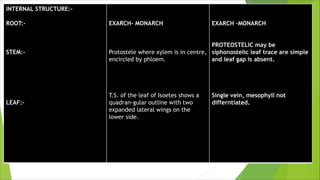 Comparative Accounts of Selaginella And Isoetes | PDF