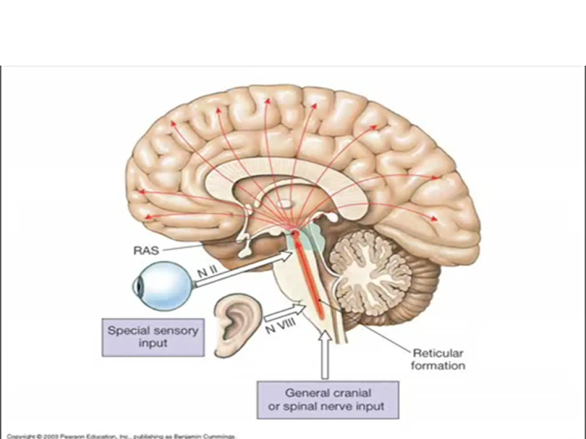 managemnt of COMATOSE patient in primary care.pptx