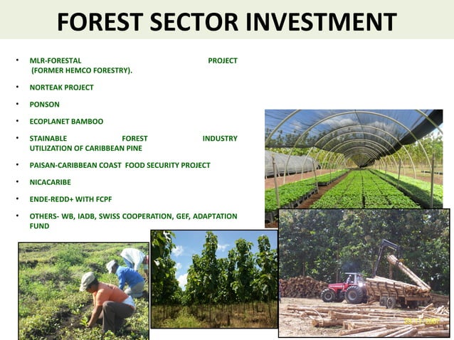 Combating climate change and reducing poverty through forestry | PPT