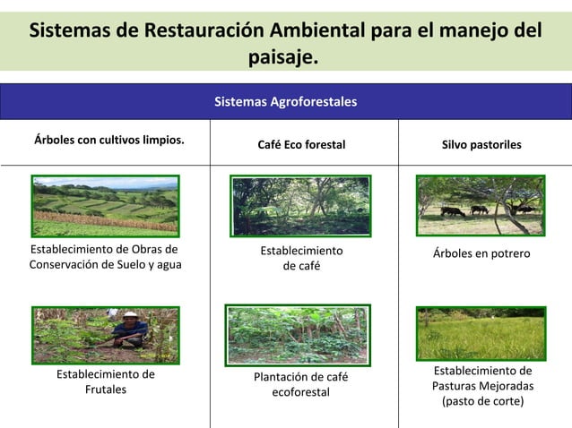 Combating climate change and reducing poverty through forestry | PPT