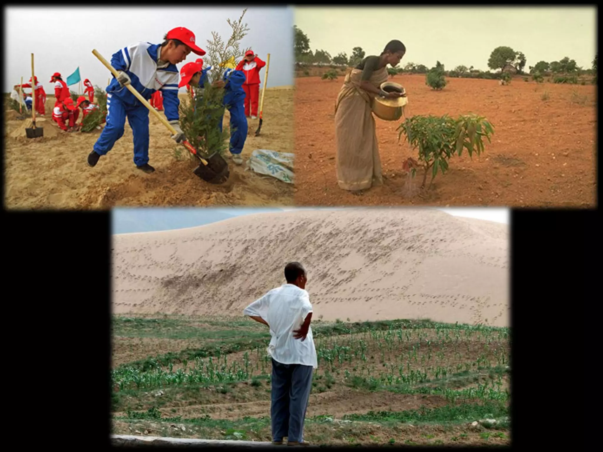 Combating desertification | PDF