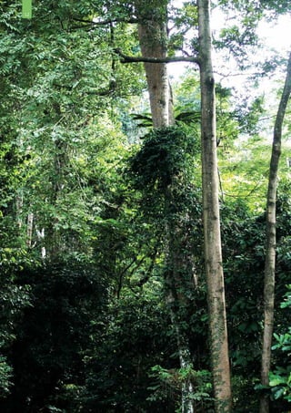 Combating illegal logging lessons from the eu flegt action plan | PDF