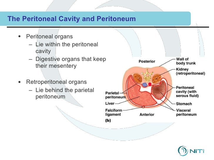 Combined 02 clinical training--anatomy