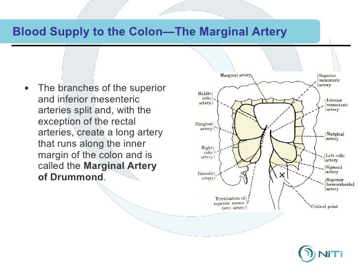 Marginal Artery Colon