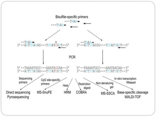 Combined bisulfite restriction analysis (cobra) bisulfite polymerase chain reaction. | PPTX