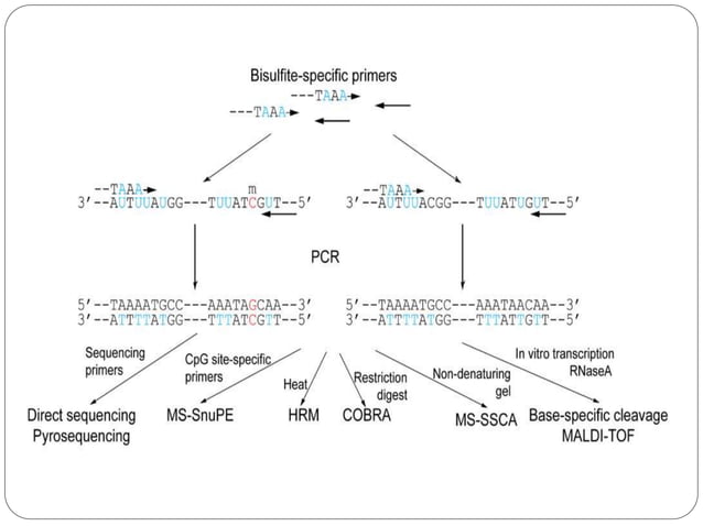 Combined bisulfite restriction analysis (cobra) bisulfite polymerase ...