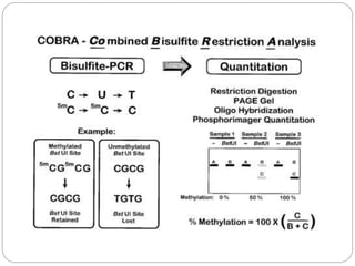 Combined bisulfite restriction analysis (cobra) bisulfite polymerase chain reaction. | PPTX