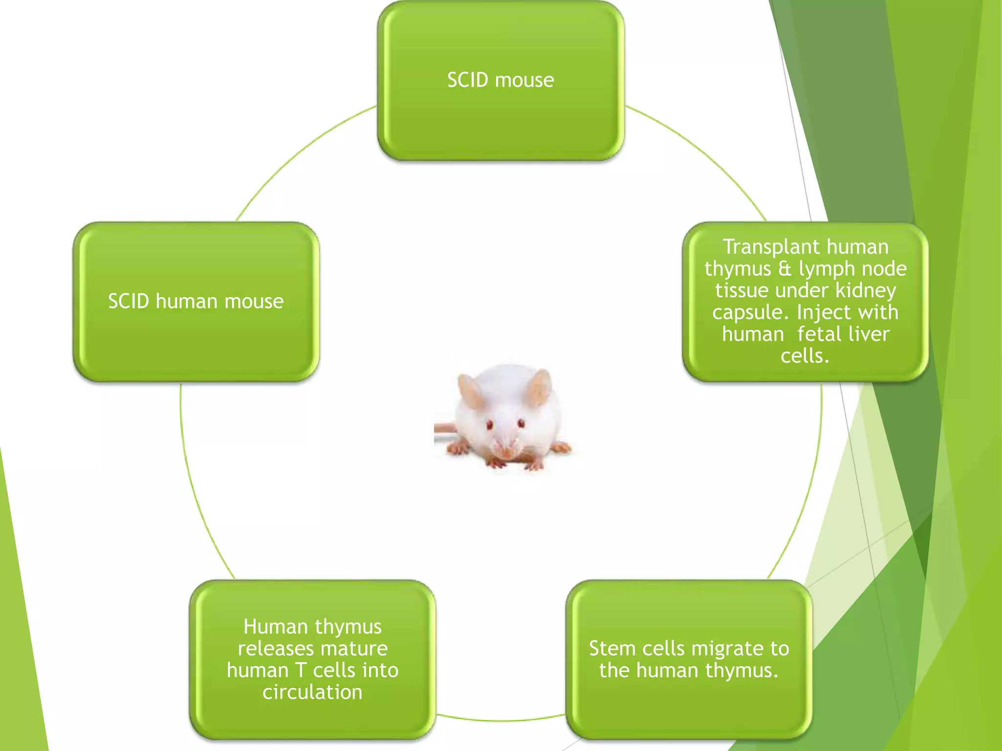 Combined immunodeficiencies (SCID).ppt. | PPTX