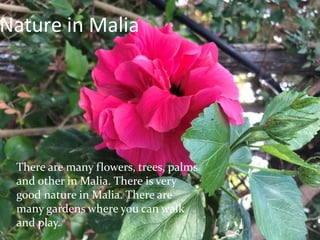 Come and visit malia | PPT