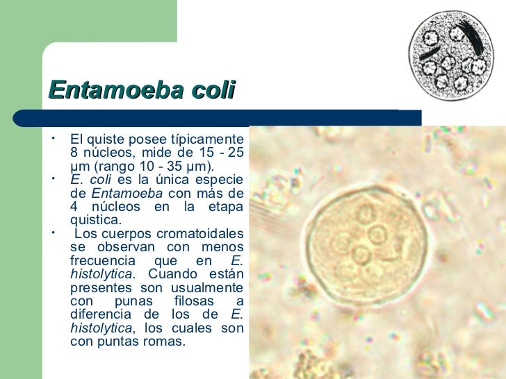 Entamoeba Coli Tratamiento