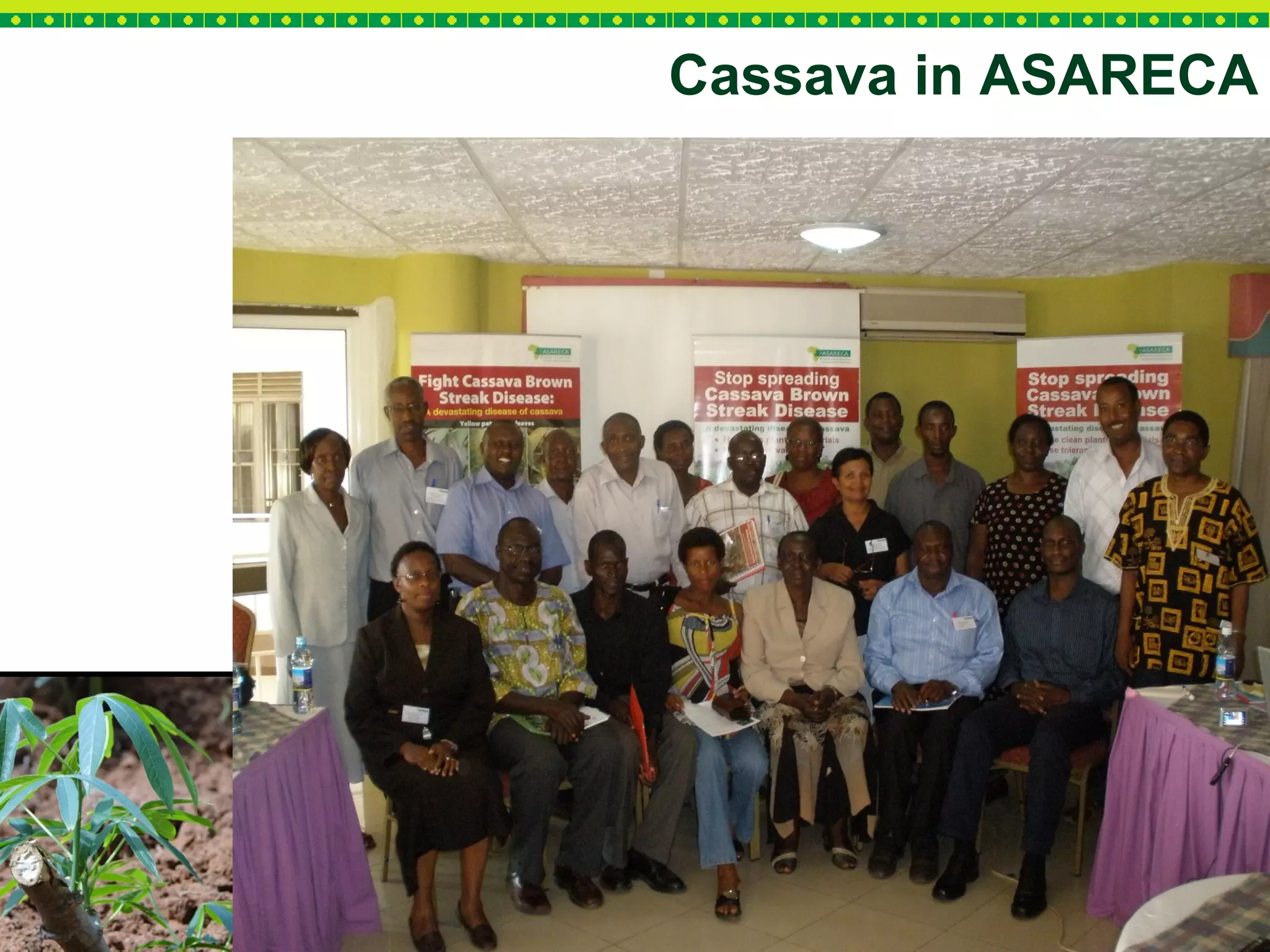 Cassava Seed Multiplication and Distribution of Improved New Varieties ...