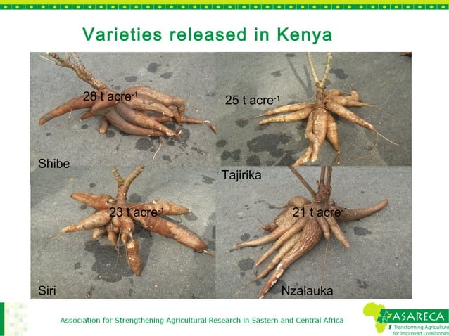 Cassava Seed Multiplication and Distribution of Improved New Varieties ...