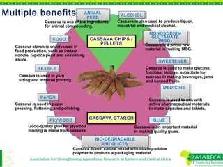 Cassava Seed Multiplication and Distribution of Improved New Varieties ...