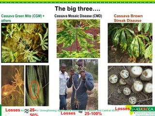 Cassava Seed Multiplication and Distribution of Improved New Varieties ...