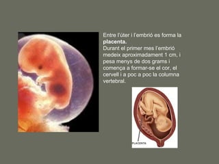 Com Es Forma Un Nen O Una Nena | PPT