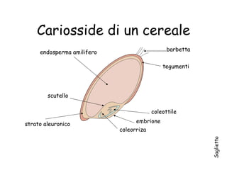 Come si prepara la birra | PPT