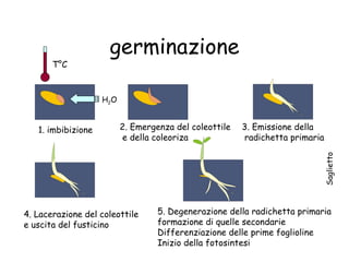 Come si prepara la birra | PPT