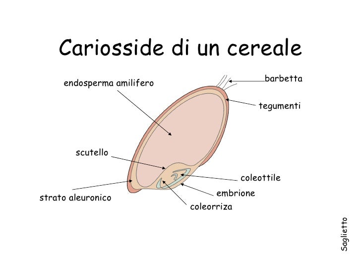 Come si prepara la birra