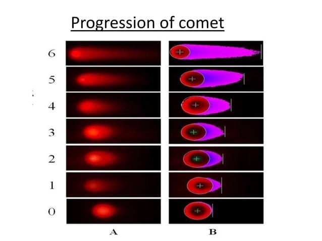 Comet assay | PPT