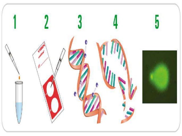 Comet assay | PPTX | Chemistry | Science