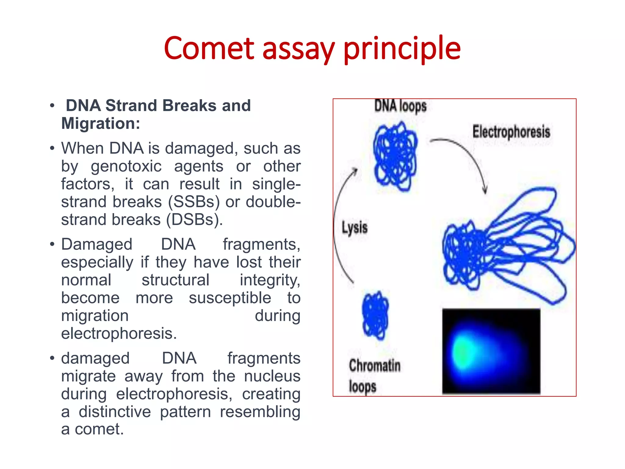 comet assay.pptx
