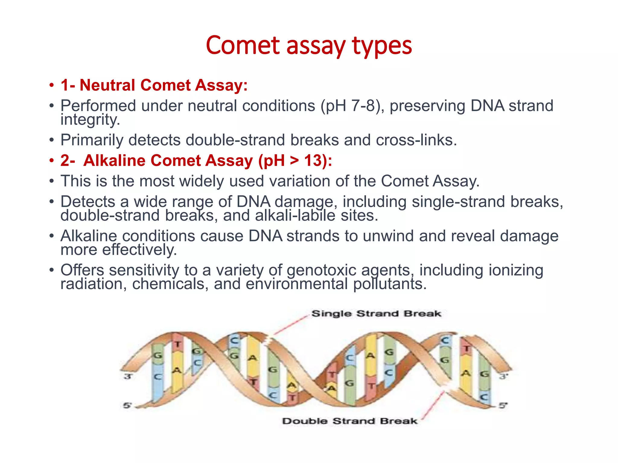 comet assay.pptx