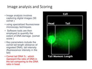 comet assay.pptx