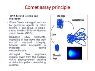 comet assay.pptx