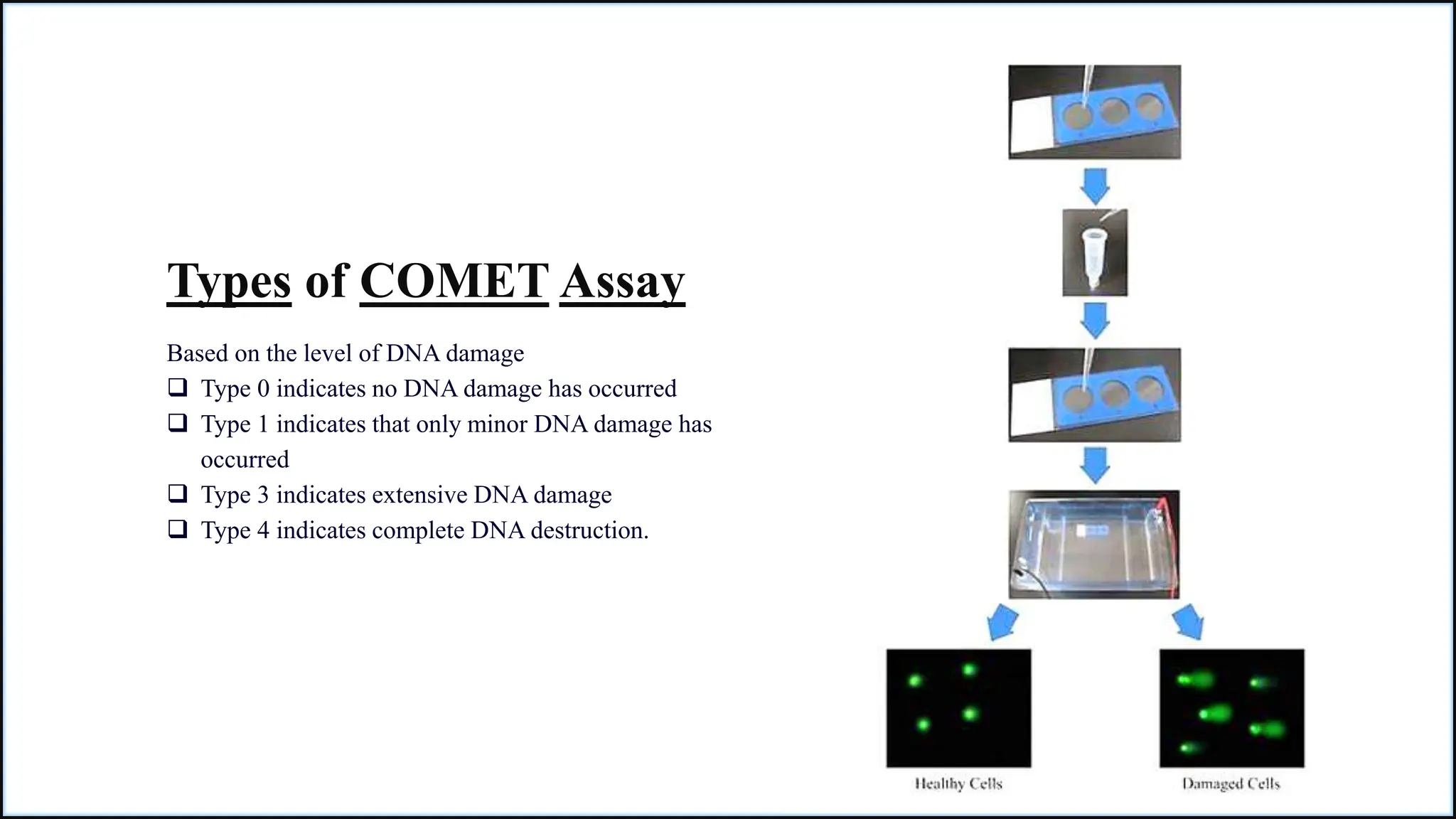 COMET assay for detection of DNA viability | PPTX