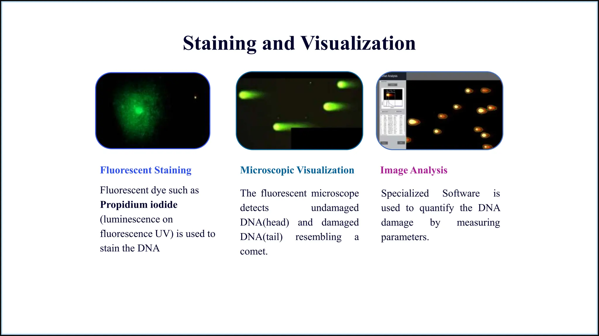 COMET assay for detection of DNA viability | PPTX
