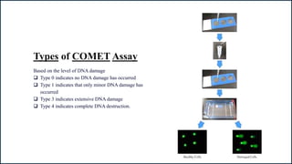 COMET assay for detection of DNA viability | PPTX